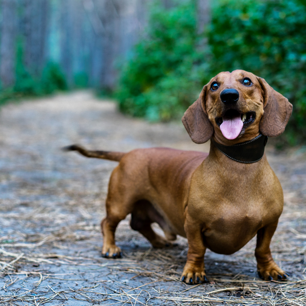 À propos de nous | Bazoef Petfood
